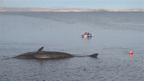 Image result for Whales Exploding When Beached