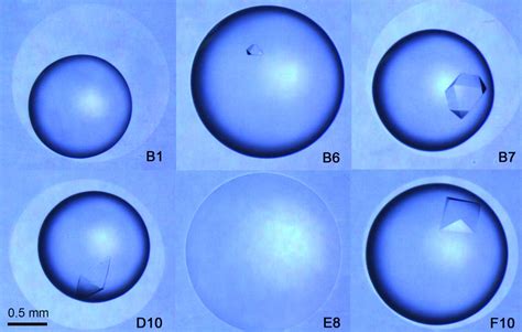 Image result for Crystallization Plate