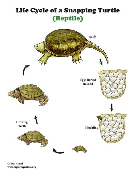 Image result for Snapping Turtle Life Cycle
