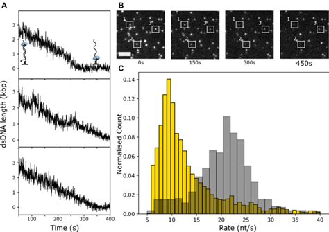 Image result for Exonuclease Function