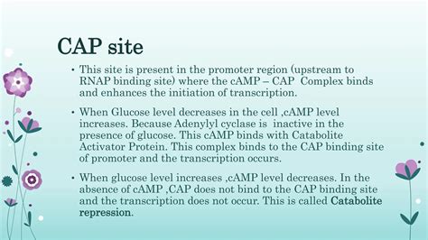Image result for Operon PPT