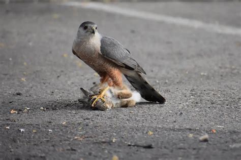 Image result for Rabbit Predators