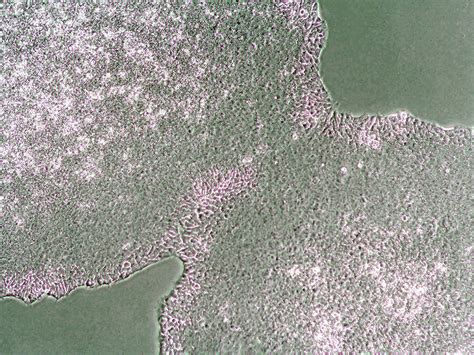 Image result for IPSC Reprogramming