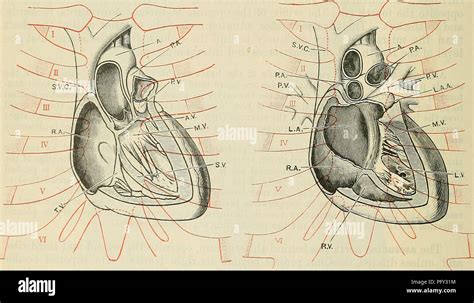 Image result for Human Heart Dissection