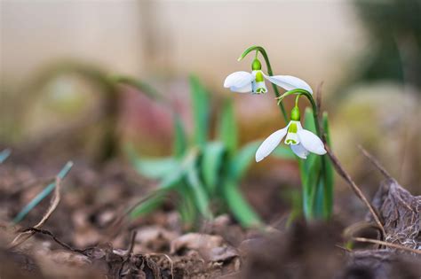 Image result for Snowdrop Early Spring Flowers