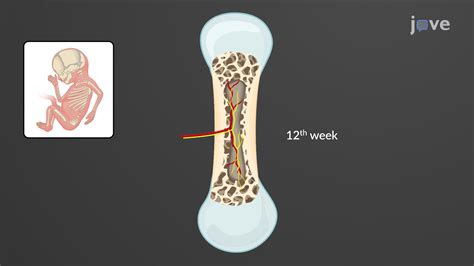 Image result for Bone Formation Process