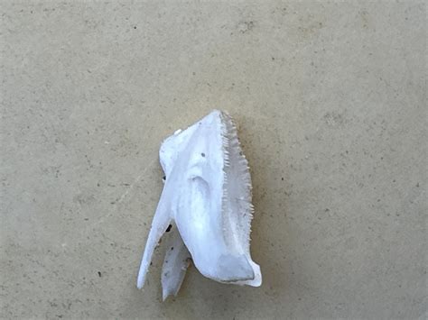 Image result for Alien Head Found