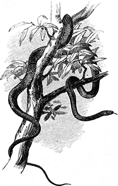 Image result for ASP Tree