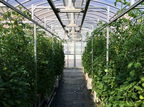 Image result for Gj TCO2