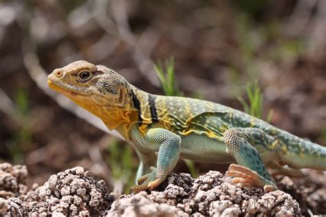 Image result for Most Beautiful Lizard