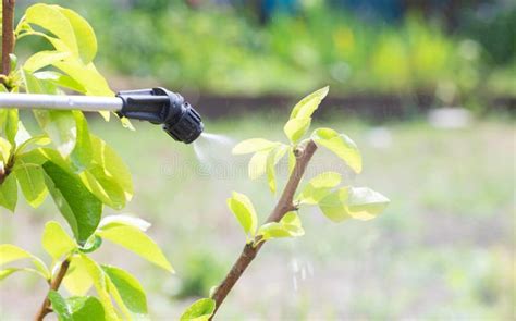 Image result for Injecting Trees with Insecticide