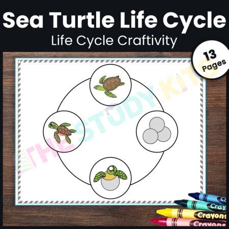 Sea Turtle Life Cycle Worksheet - Kidseducator