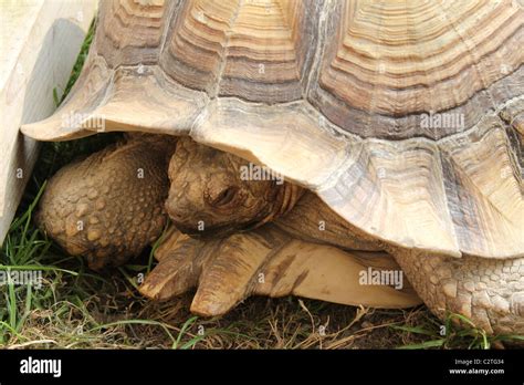Image result for Large Tortoise