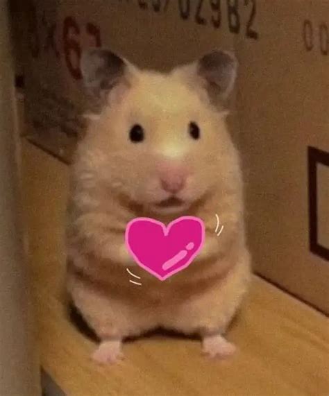 Image result for Tha Tim