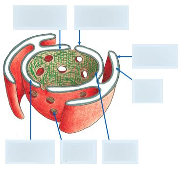 Nuclear Envelope Diagram Diagram | Quizlet