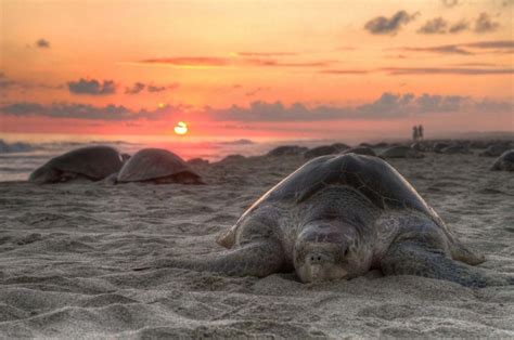 It's Sea Turtle Hatching Season - SunsetNC.com