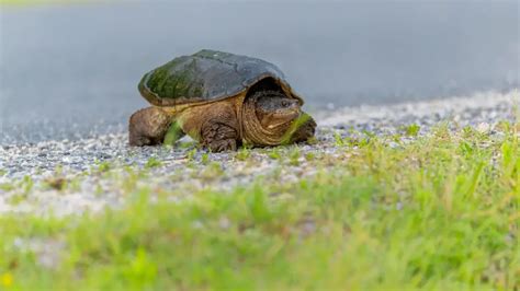 Common Snapping Turtle Care Sheet (Complete Guide)