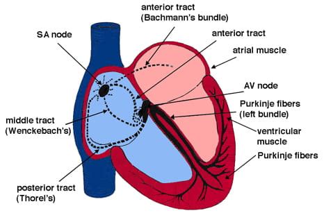 Image result for Cardiac Internodal Pathways