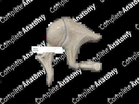 Image result for Incus On-Ear Model