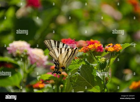 Bright coloured insects hi-res stock photography and images - Alamy