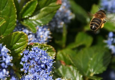 Image result for Pollinating Types of Bees