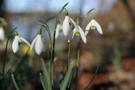 Image result for Snowdrop Pictures Free