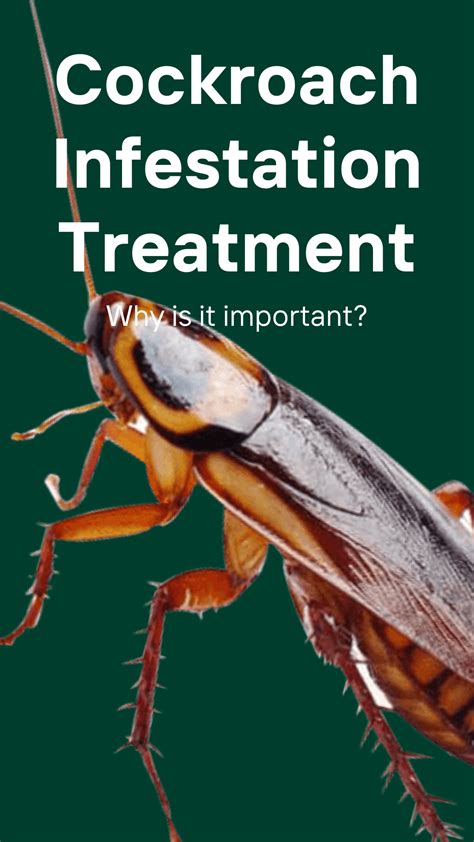 5 Best Effective Cockroach Infestation Treatment Tips - 2024