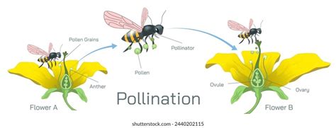 Image result for Flower Pollination Process
