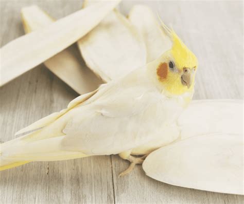 Image result for Cockatiel Behavior