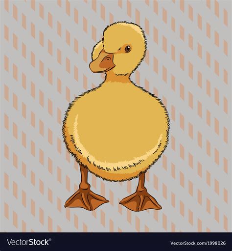 Image result for Duckling Front View