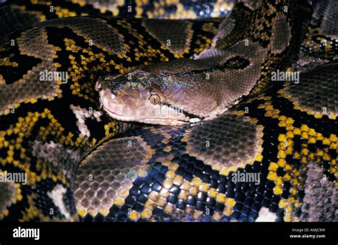 Image result for Netzpython Klettert