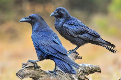 Image result for Crow Vs Raven Differences