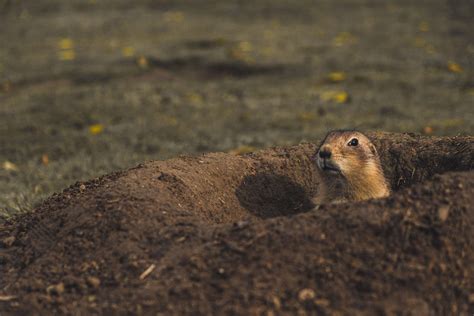 Image result for Prairie Dog Hunting Tips