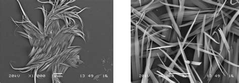 Image result for Humic Acid Sem