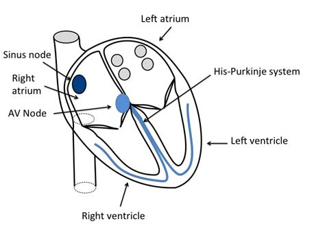 Image result for AV Node