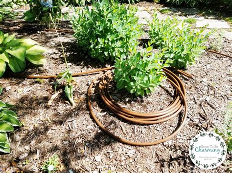Image result for How to Install Drip Line Irrigation