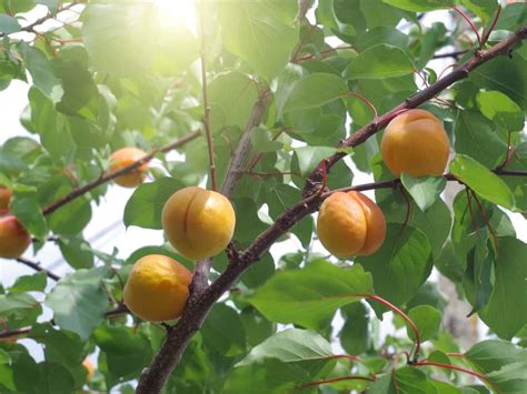 Image result for Using Homemade Garden Compost