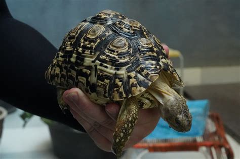 Image result for Tortoise Body Parts