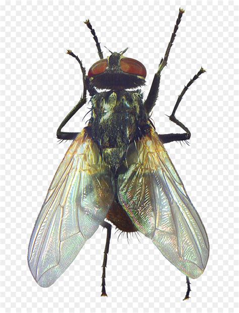 Image result for Fly Transparent Background