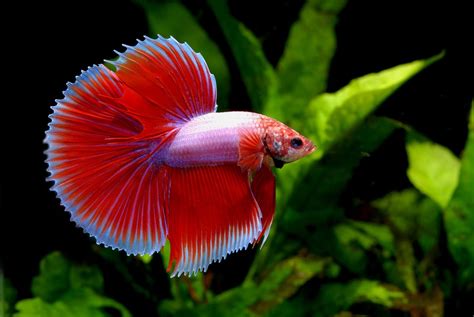 Image result for Beautiful Fish