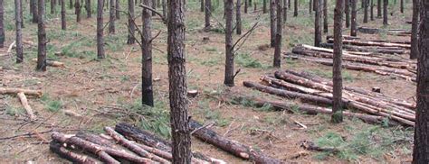 Image result for Selective Logging