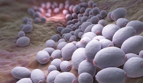 Image result for Childbirth Explained