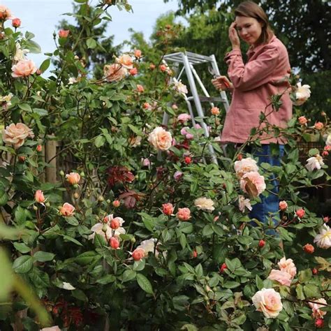 Image result for Pruning Knockout Roses for Spring