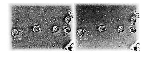 Image result for Homomorphic Filtering Test Image