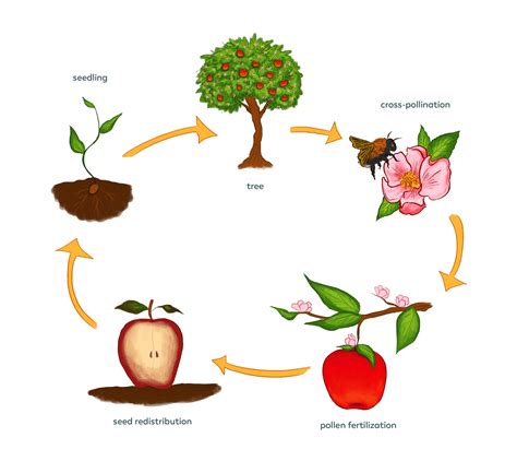 Image result for Flower Pollination Process