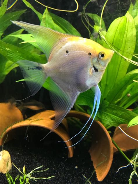 Image result for Angelfish Breeding