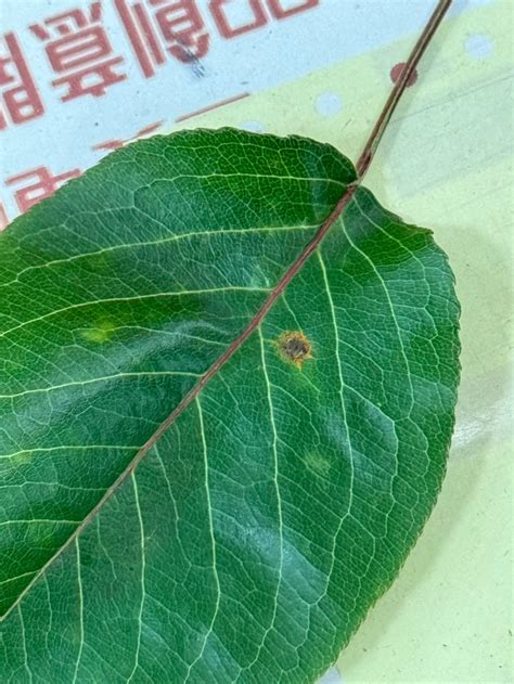 Image result for Pear Rust Circle