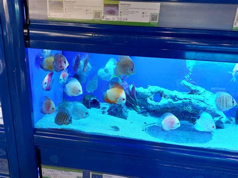 Image result for Discus Fish School
