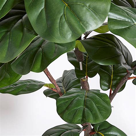 Image result for Fake Fiddle Fig Tree