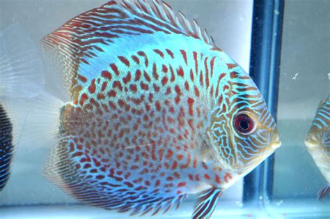 Image result for Discus Tropical Fish